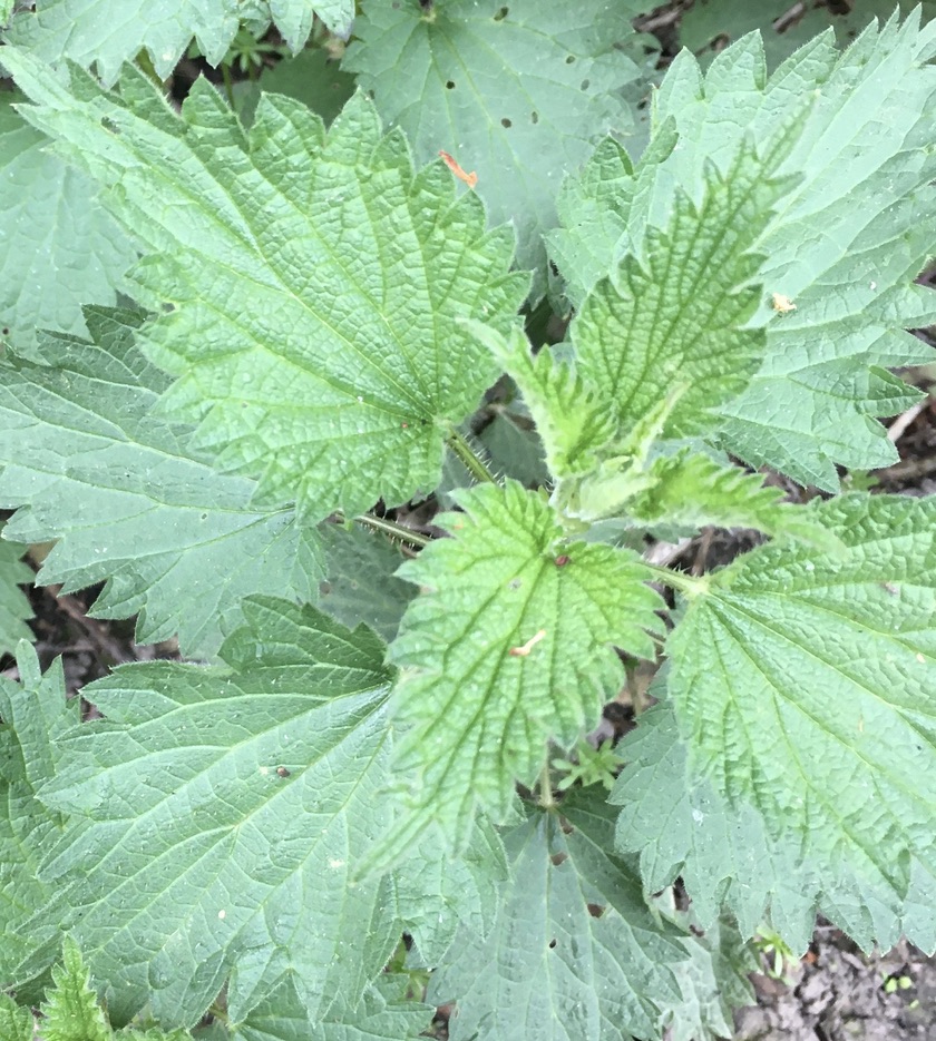 Nettles – Harrow Nature Heroes